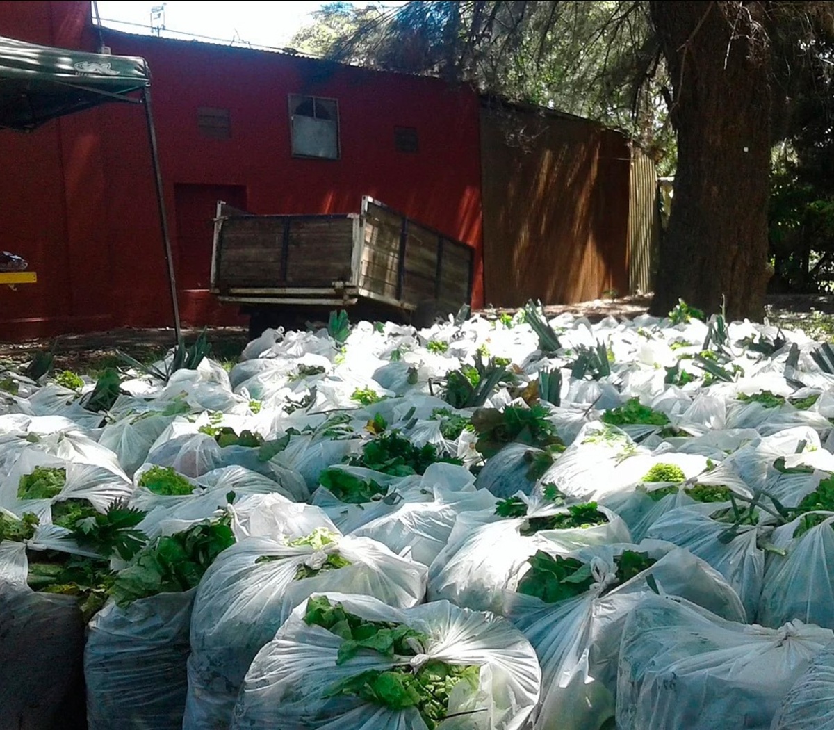 El Bolsón Soberano, la alternativa saludable de la Facultad de Agronomía